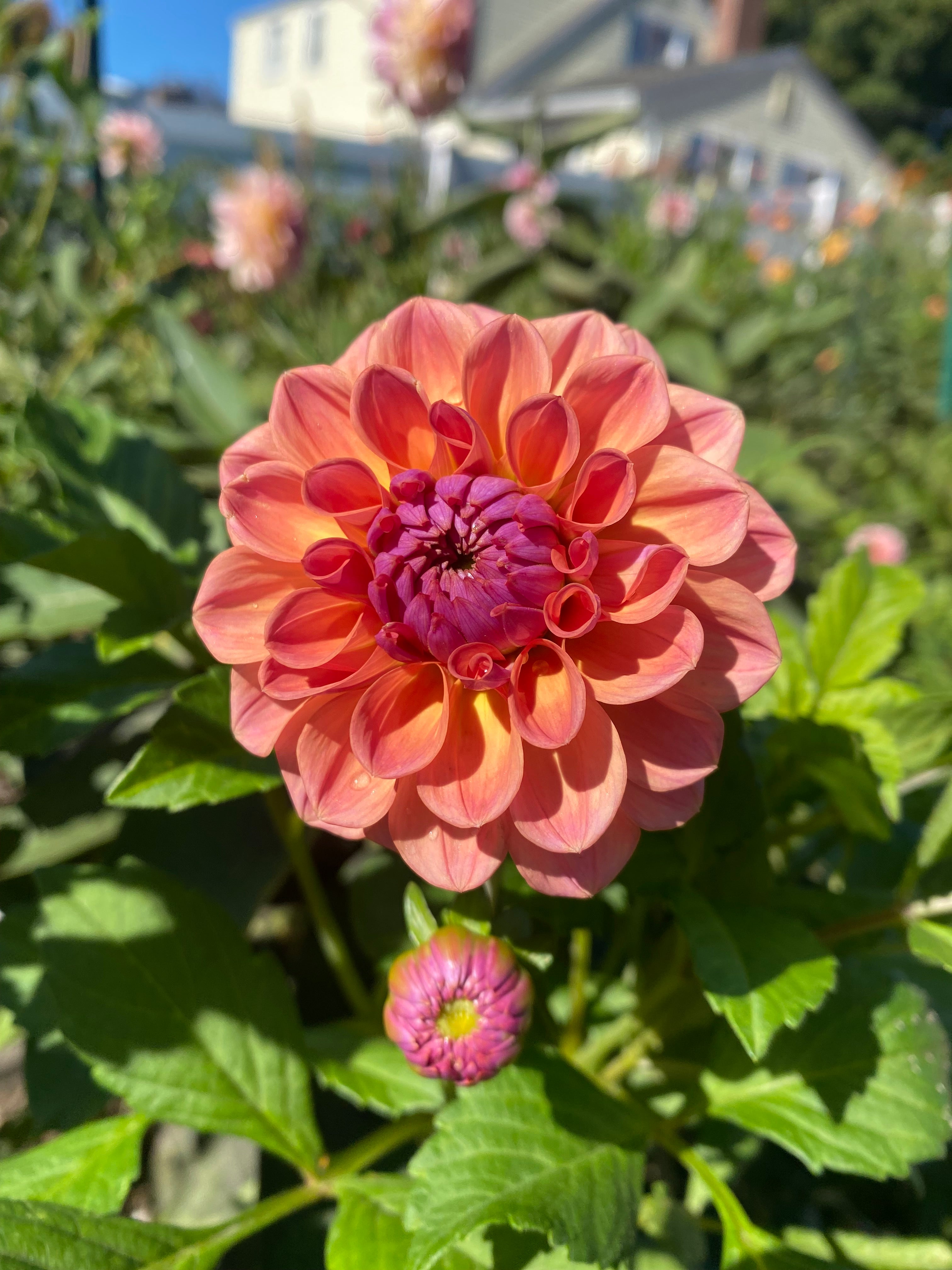 Chewy – Stem & Vine Flower Farm LLC